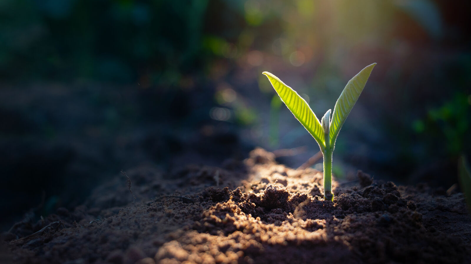 Food Equity Opportunity Map • Partnership For A Healthier America